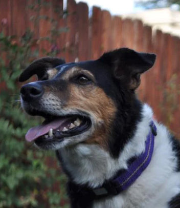 American Dog: 100% USA Made Dog Toys