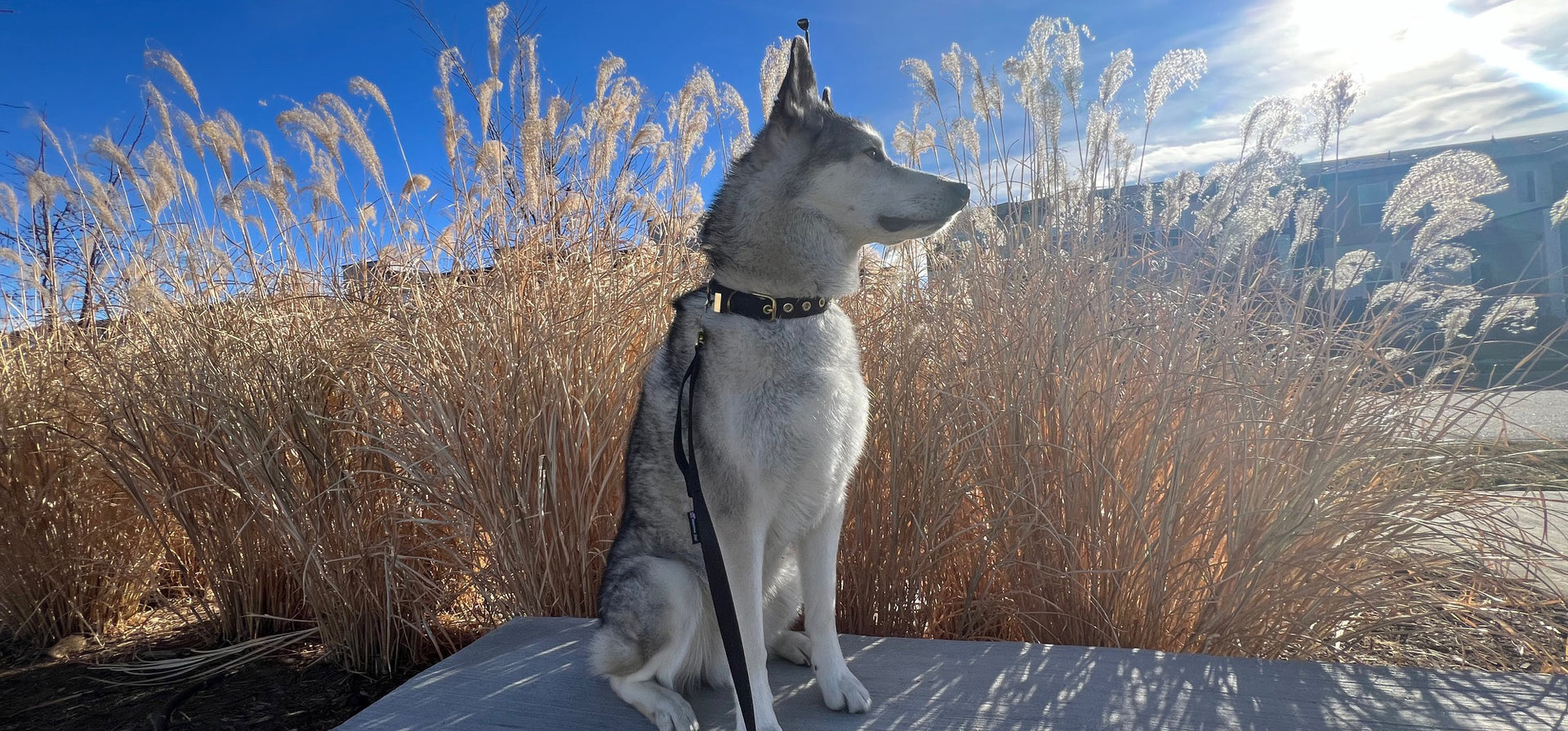 American Dog: 100% USA Made Dog Toys